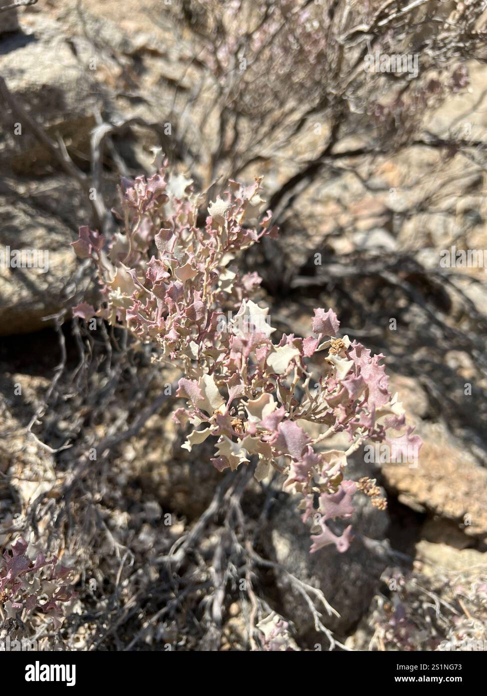 Desert Holly (Atriplex hymenelytra Stock Photo - Alamy