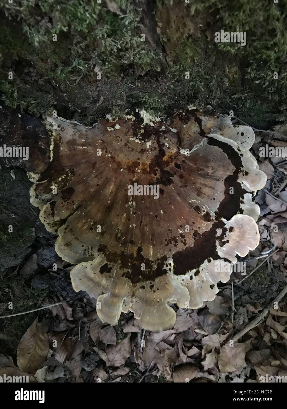 Giant Polypore (Meripilus giganteus Stock Photo - Alamy