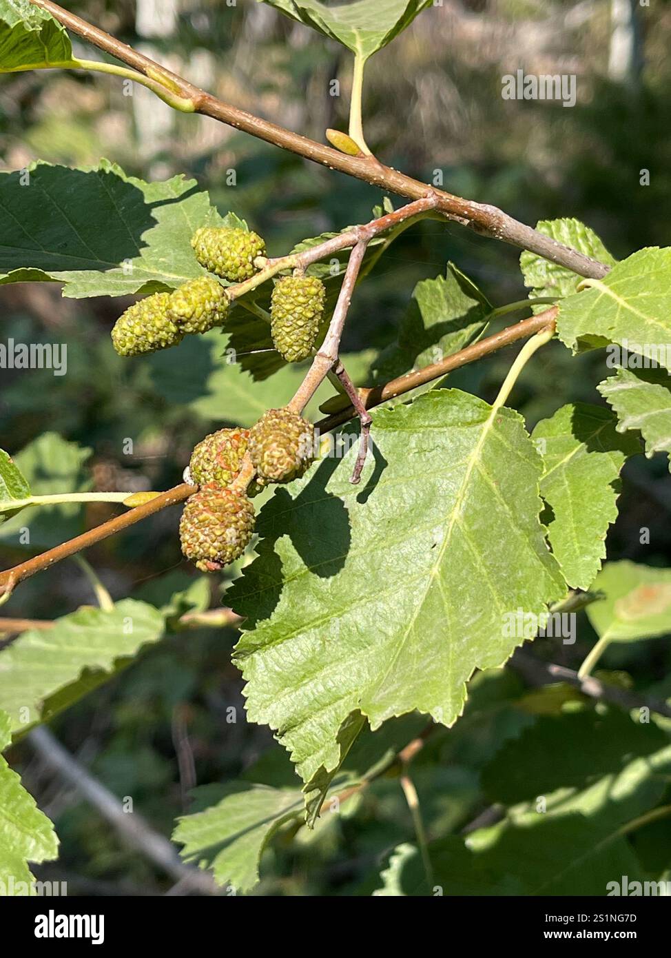 grey alder (Alnus incana Stock Photo - Alamy