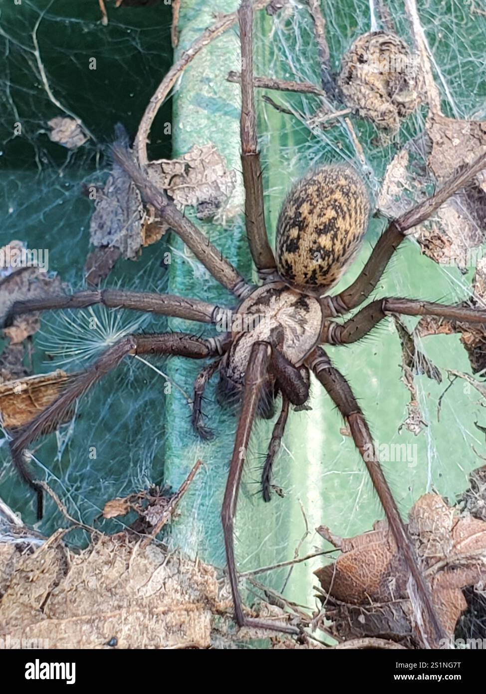 Giant House Spider (Eratigena duellica Stock Photo - Alamy
