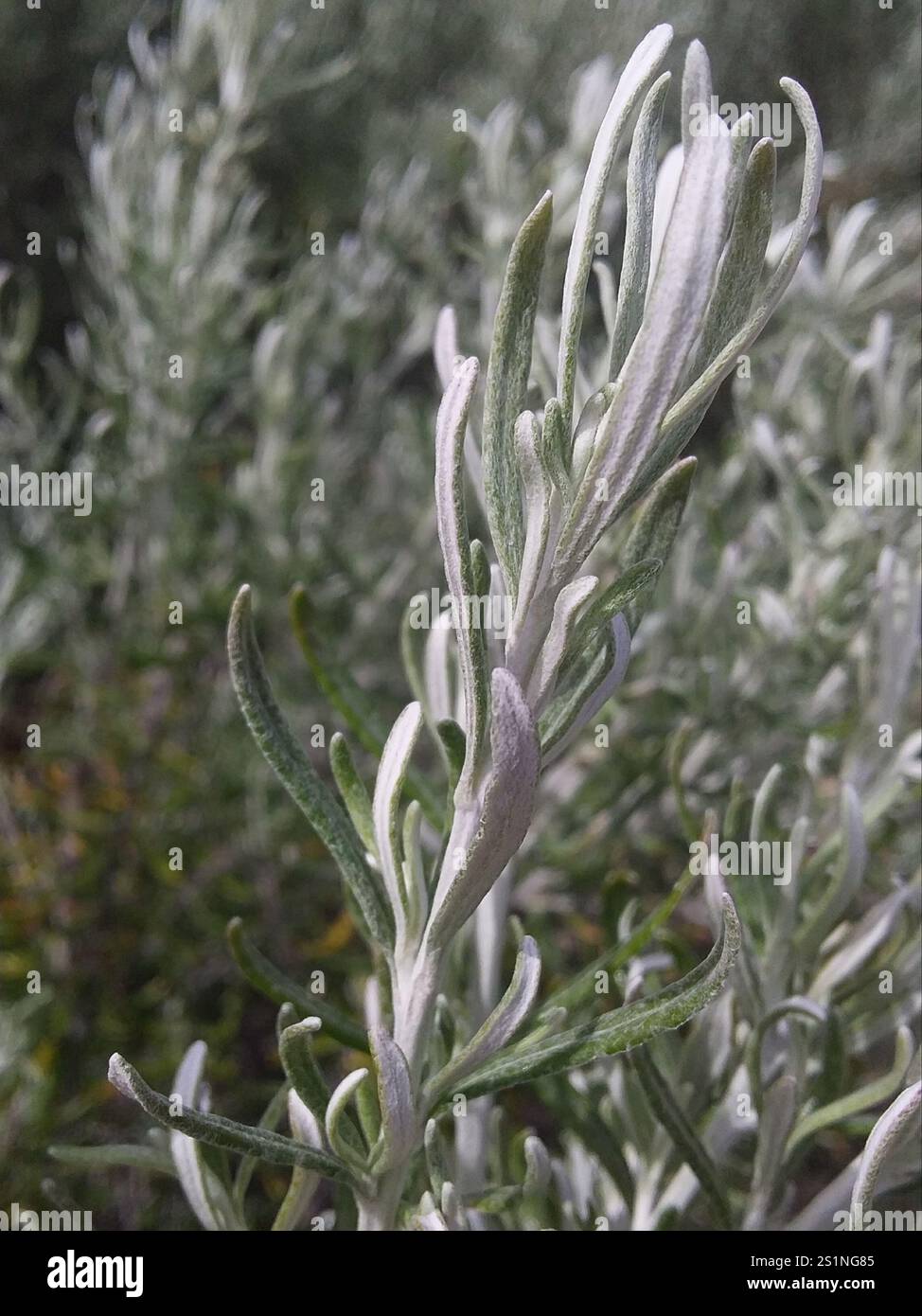 Coastal Daisy-Bush (Olearia axillaris Stock Photo - Alamy