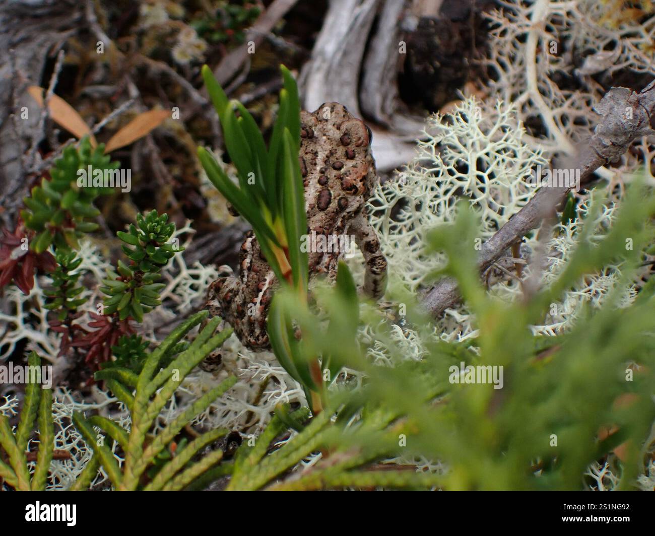 Western Toad (Anaxyrus boreas Stock Photo - Alamy