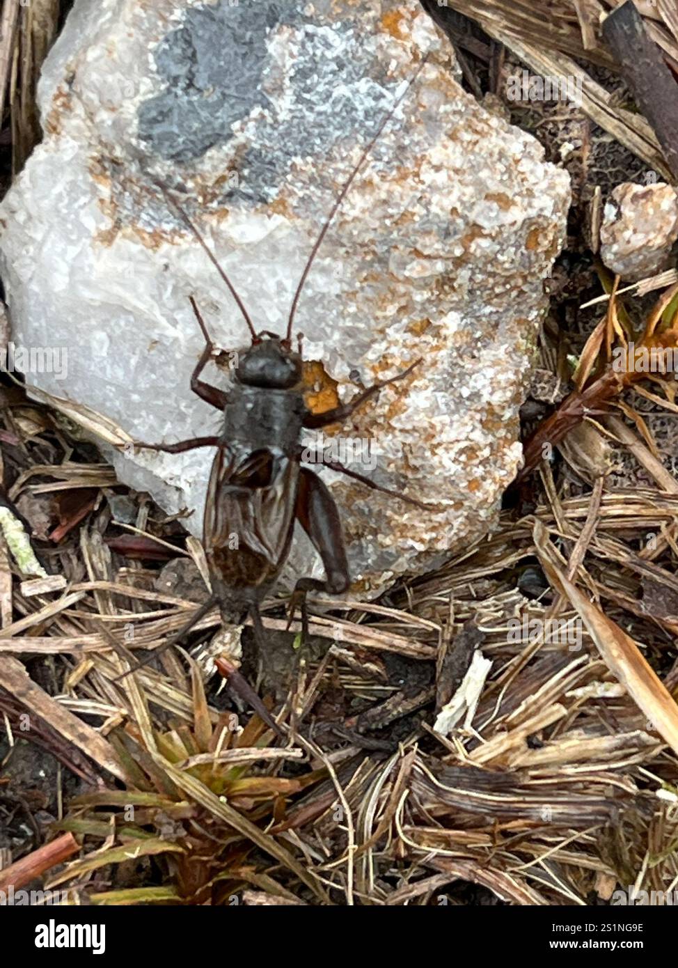Robust Ground Crickets (Allonemobius Stock Photo - Alamy