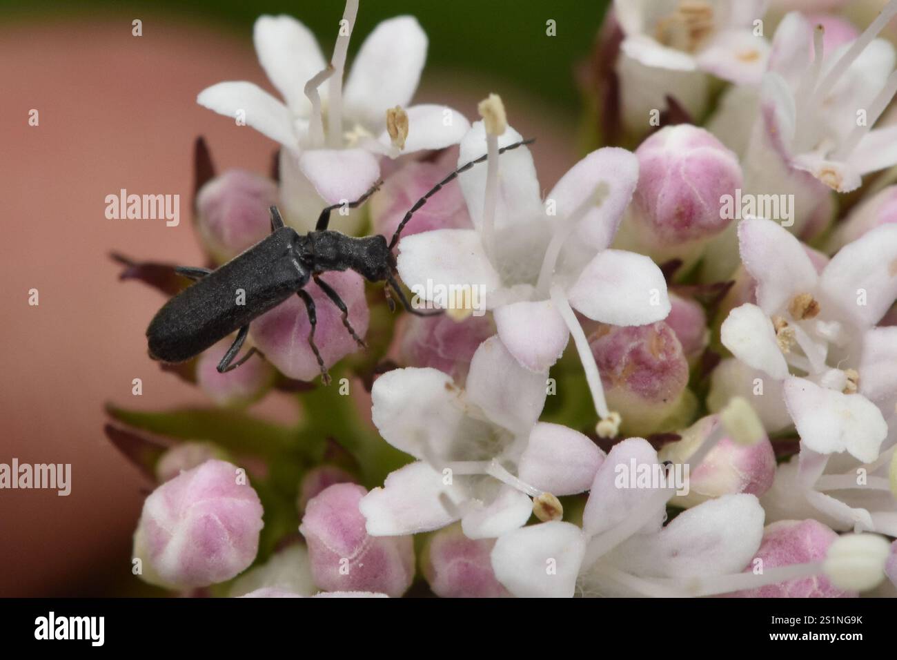 Water, Rove, Scarab, Long-horned, Leaf, and Snout Beetles (Polyphaga ...