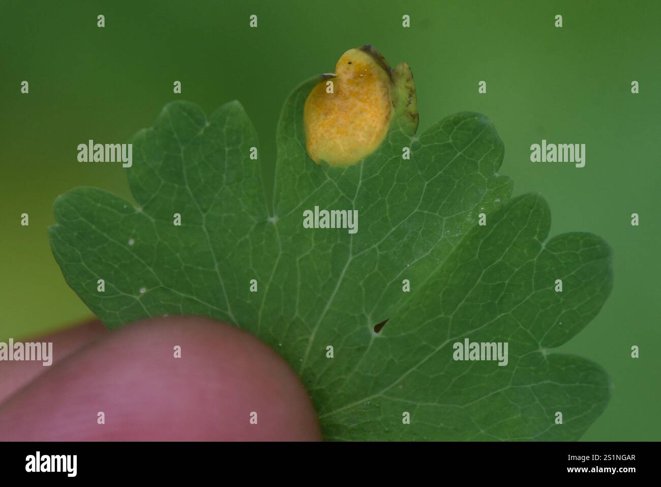 rust fungi (Pucciniales Stock Photo - Alamy