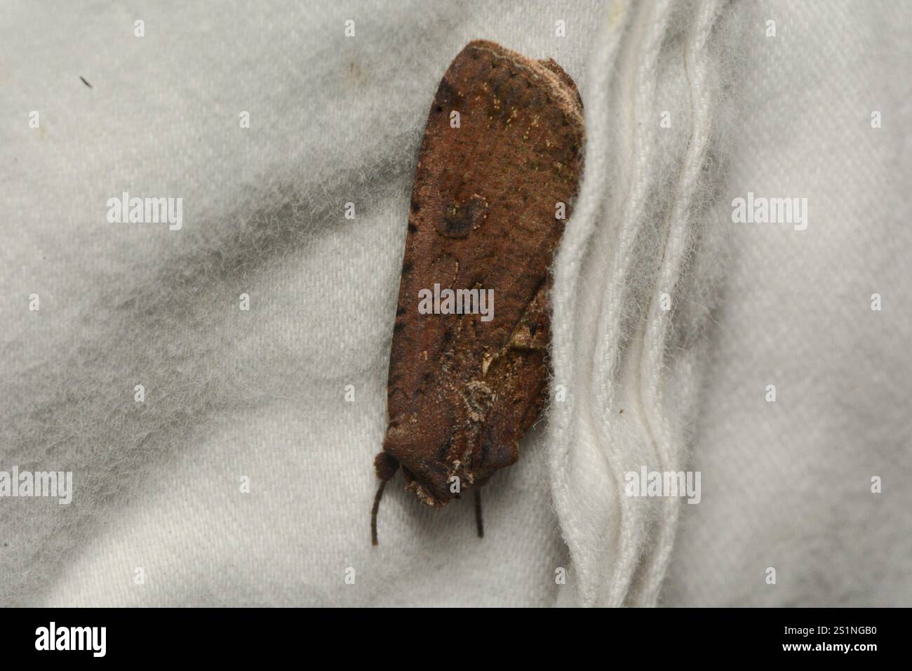 Variegated Cutworm Moth (Peridroma saucia Stock Photo - Alamy