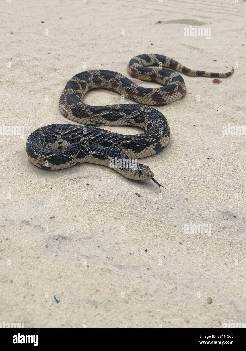 Northern Pine Snake (Pituophis melanoleucus melanoleucus Stock Photo ...