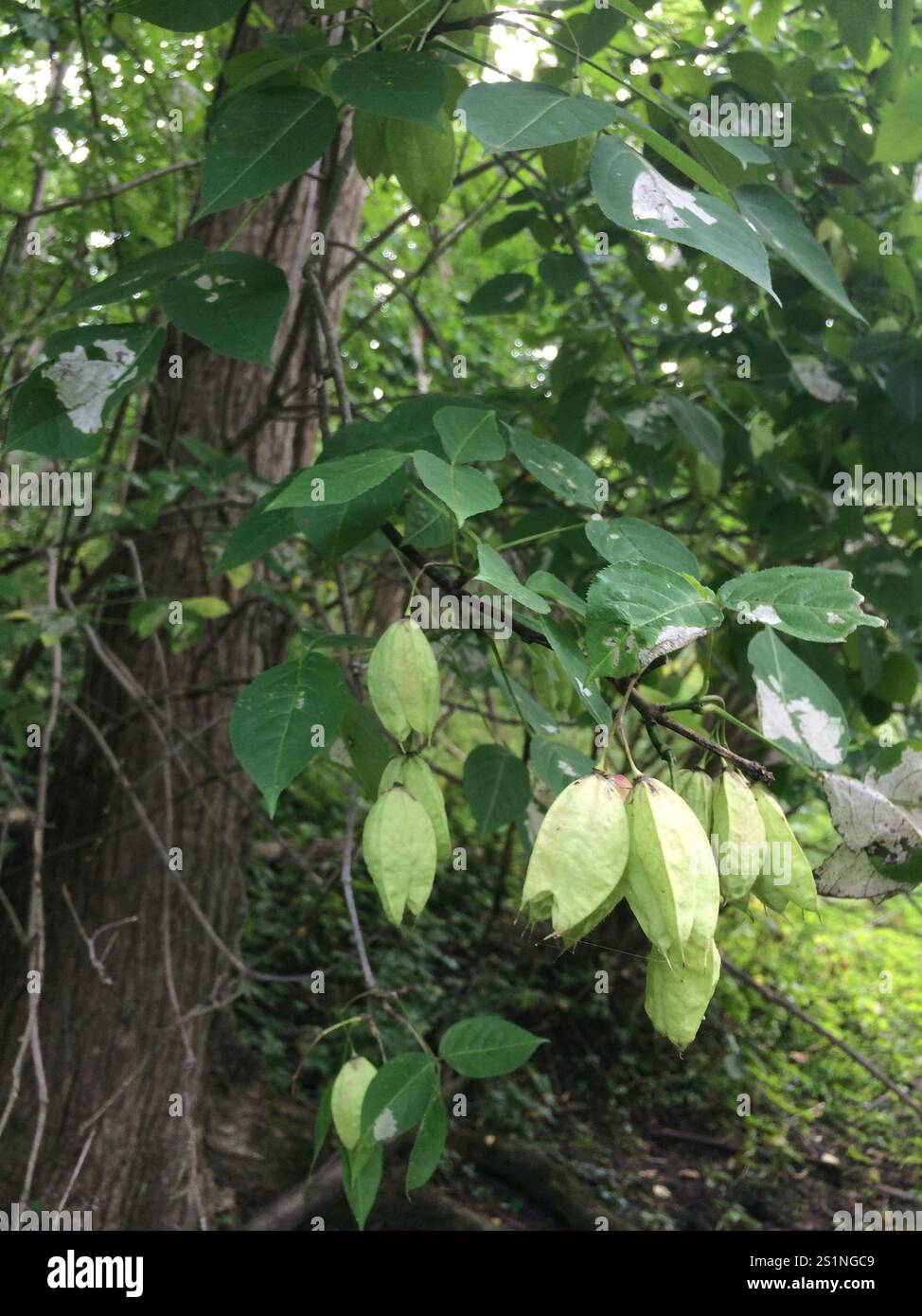 American bladdernut (Staphylea trifolia Stock Photo - Alamy