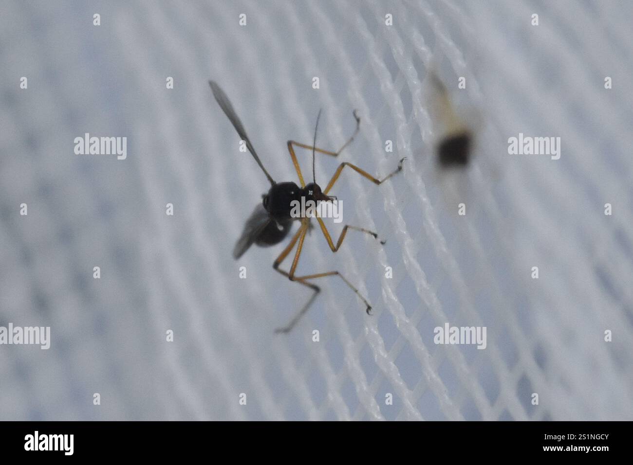 Biting Midges (Ceratopogonidae Stock Photo - Alamy