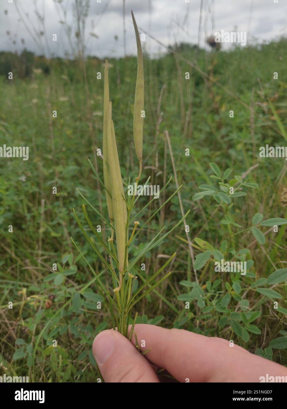 whorled milkweed (Asclepias verticillata Stock Photo - Alamy
