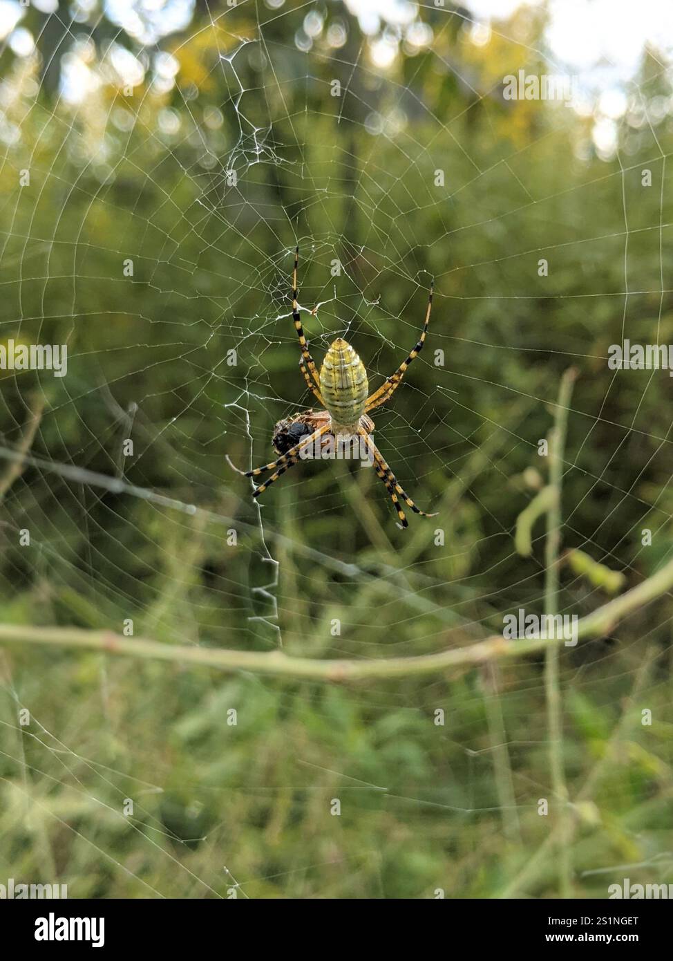 Banded Garden Spider (Argiope trifasciata Stock Photo - Alamy