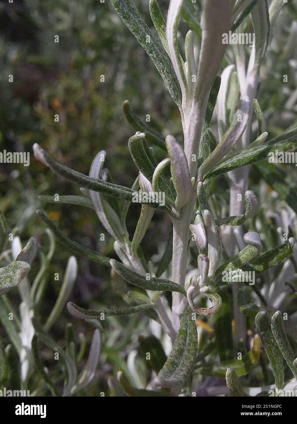 Coastal Daisy-Bush (Olearia axillaris Stock Photo - Alamy