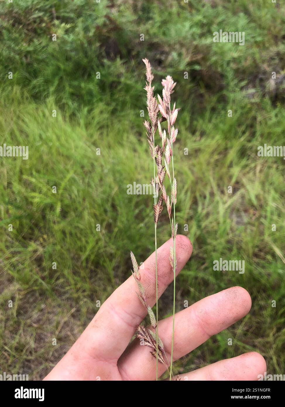 red lovegrass (Eragrostis secundiflora oxylepis Stock Photo - Alamy