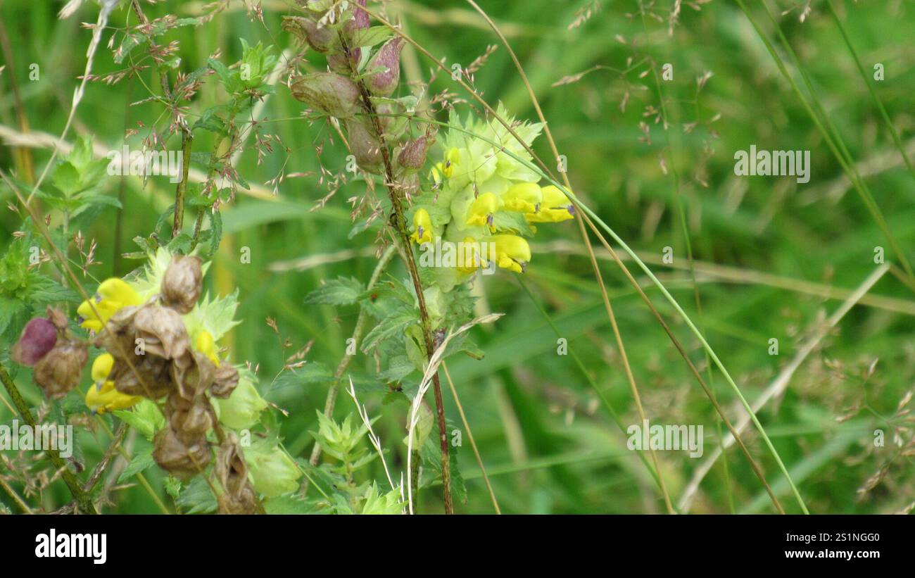 Greater Yellow-rattle (Rhinanthus serotinus Stock Photo - Alamy