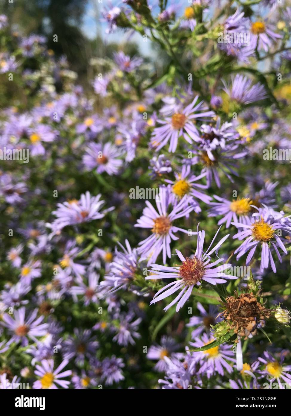 swamp aster (Symphyotrichum puniceum Stock Photo - Alamy