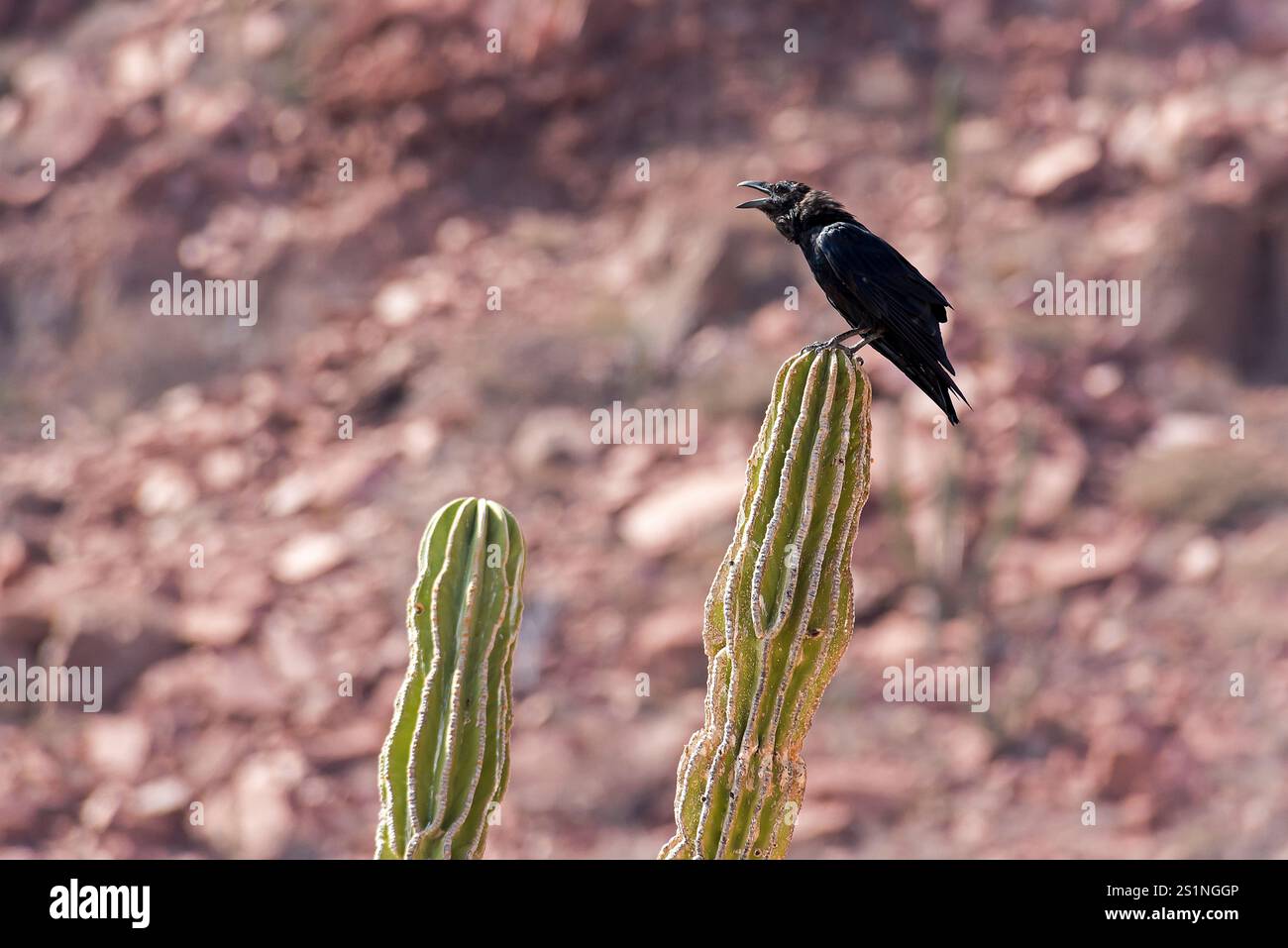 A raven at a cactus. El Candelero Beach. Espíritu Santo island, Baja ...