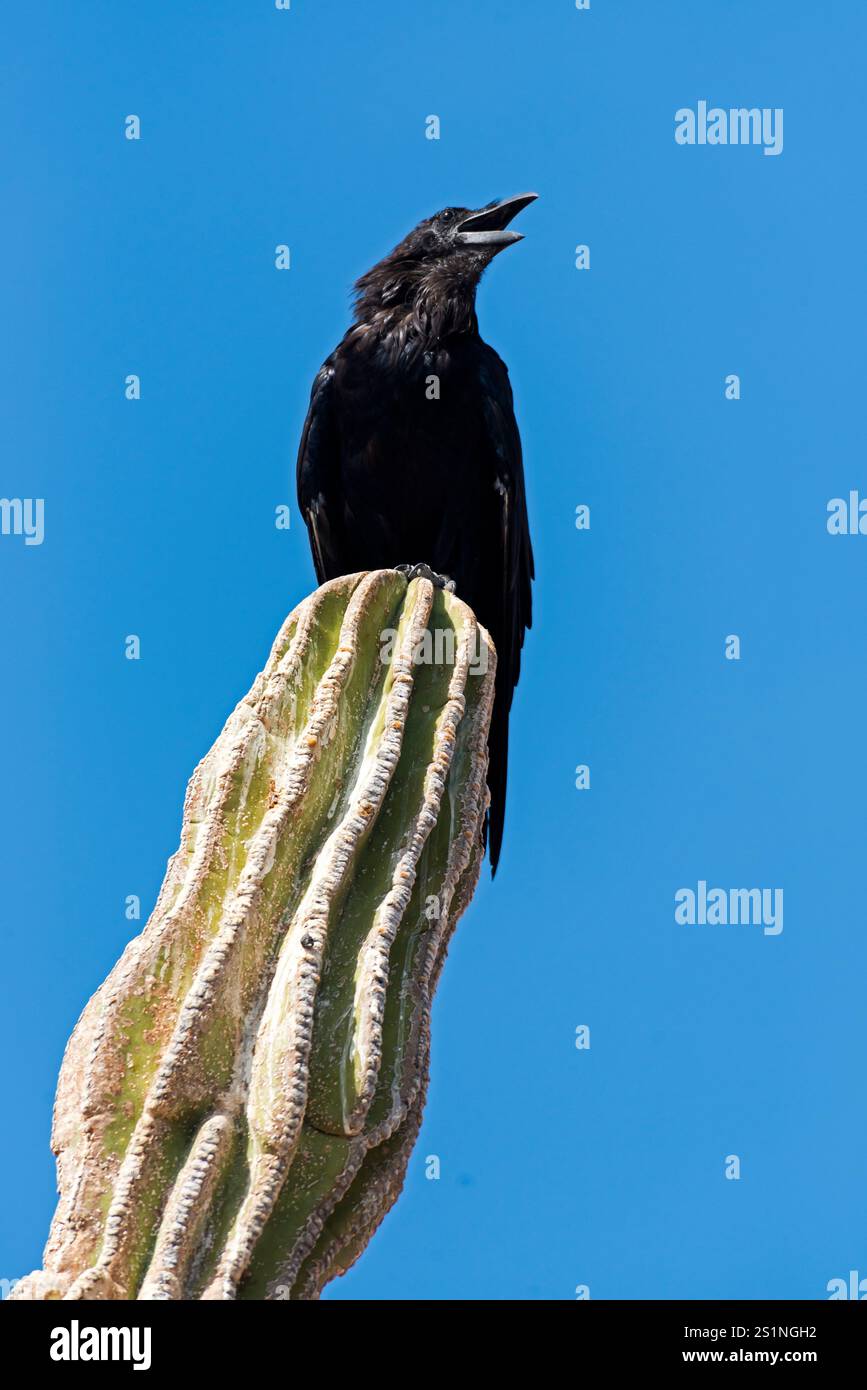 A raven at a cactus. El Candelero Beach. Espíritu Santo island, Baja ...