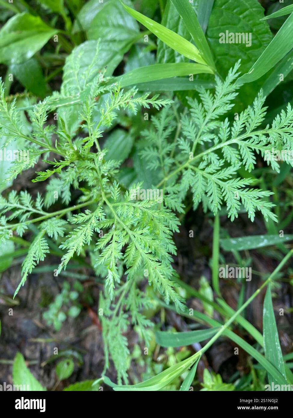 sweet annie (Artemisia annua Stock Photo - Alamy