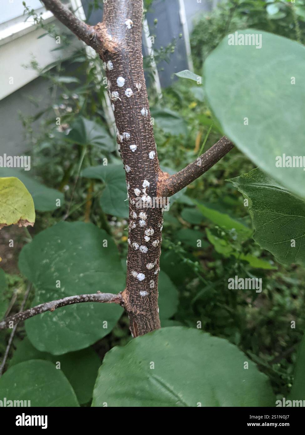 Typical Treehoppers (Membracidae Stock Photo - Alamy