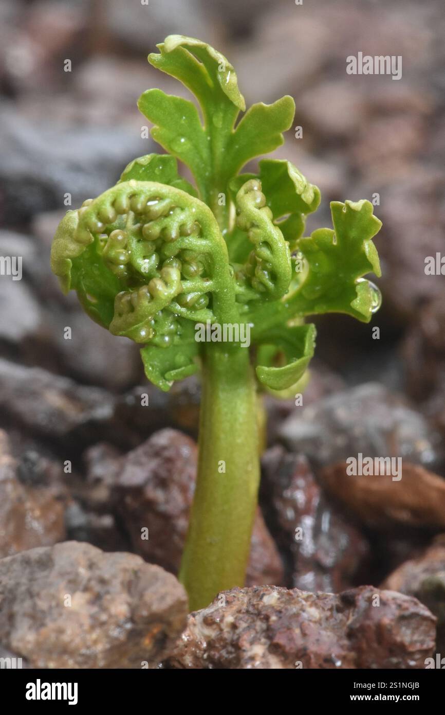lanceleaf moonwort (Botrychium lanceolatum Stock Photo - Alamy