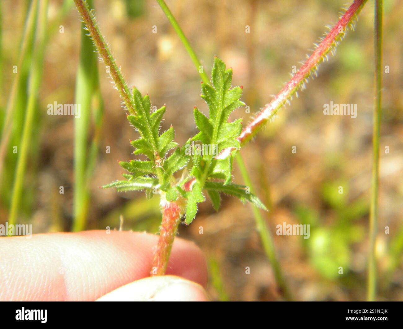Mediterranean Stork's-bill (Erodium botrys Stock Photo - Alamy