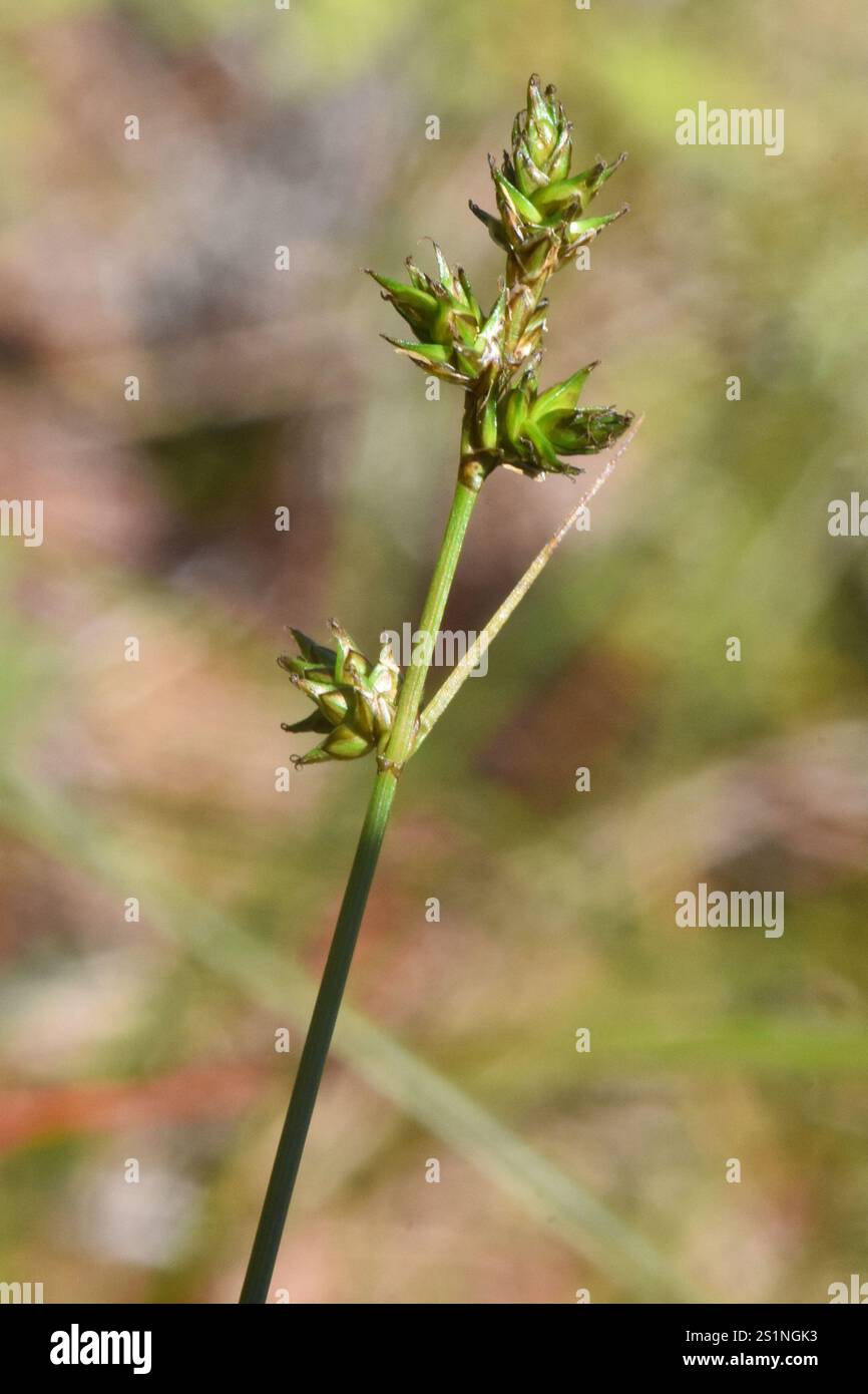star sedge (Carex echinata Stock Photo - Alamy
