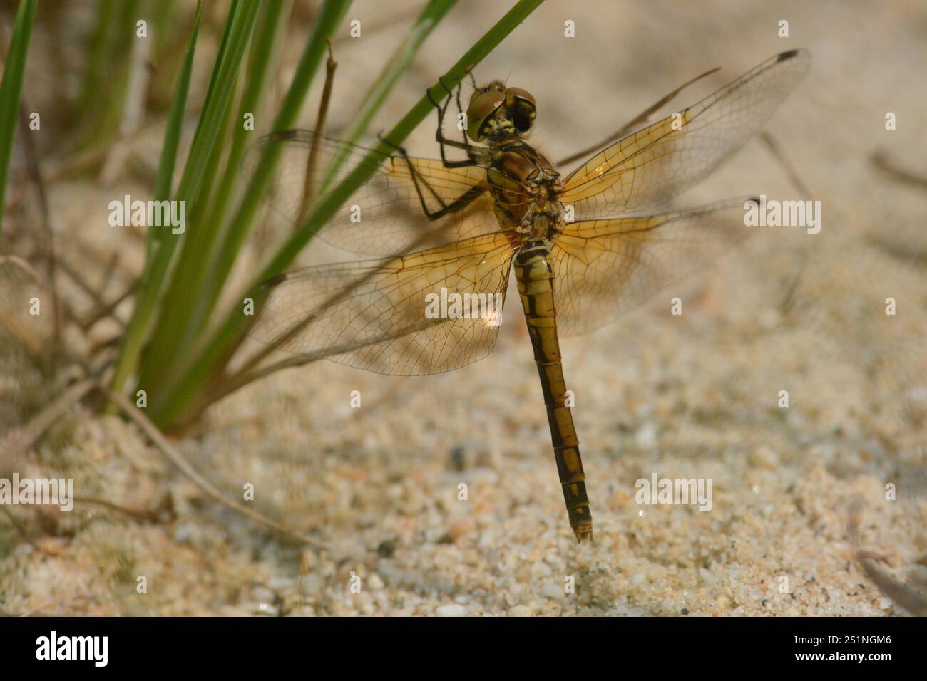 Band-winged Meadowhawk (Sympetrum semicinctum Stock Photo - Alamy