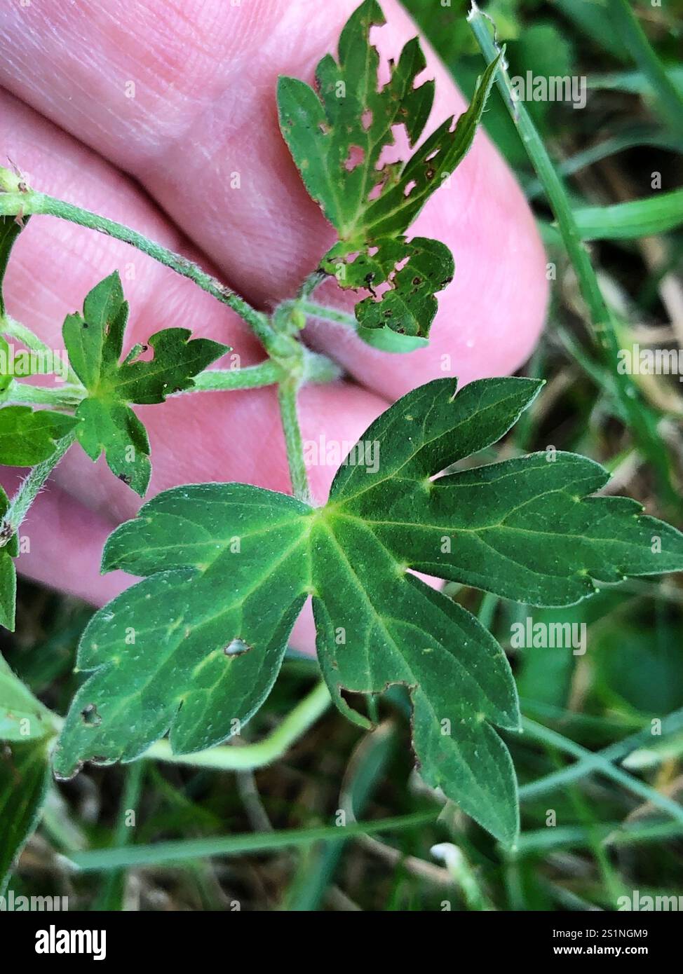 Siberian Crane's-bill (Geranium sibiricum Stock Photo - Alamy
