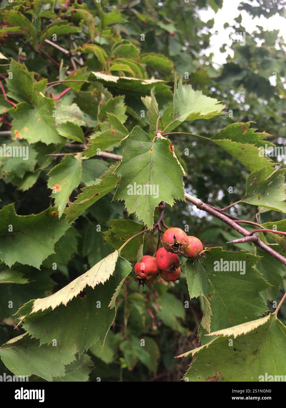 Scarlet Hawthorn (Crataegus coccinea Stock Photo - Alamy
