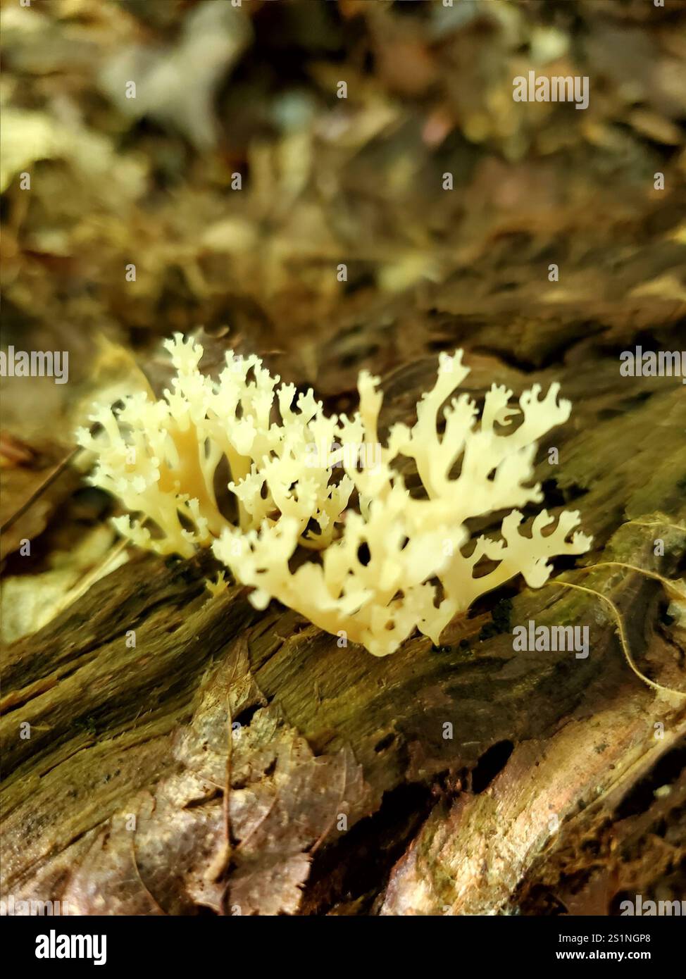 crown-tipped coral fungus (Artomyces pyxidatus Stock Photo - Alamy