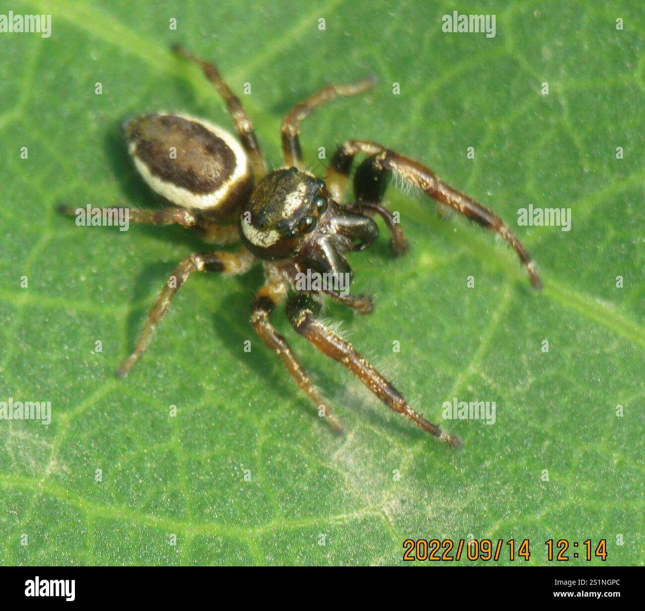 Bronze Jumping Spider (Eris militaris Stock Photo - Alamy