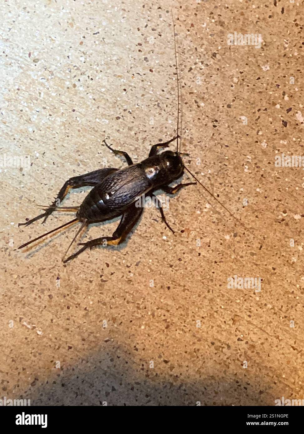 Fall Field Cricket (Gryllus pennsylvanicus Stock Photo - Alamy