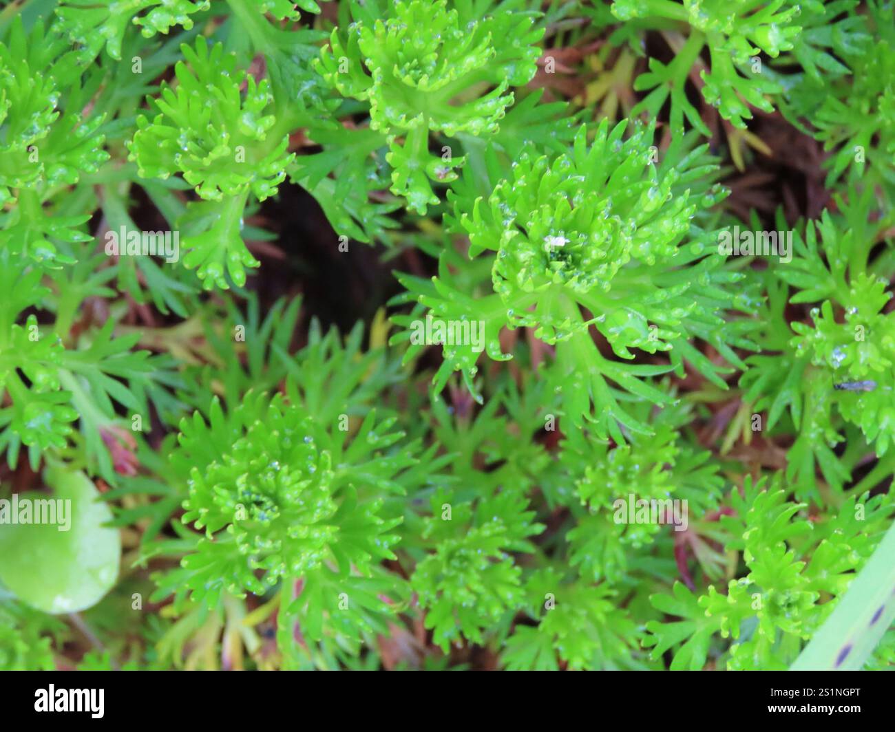 Partridgefoot (Luetkea pectinata Stock Photo - Alamy