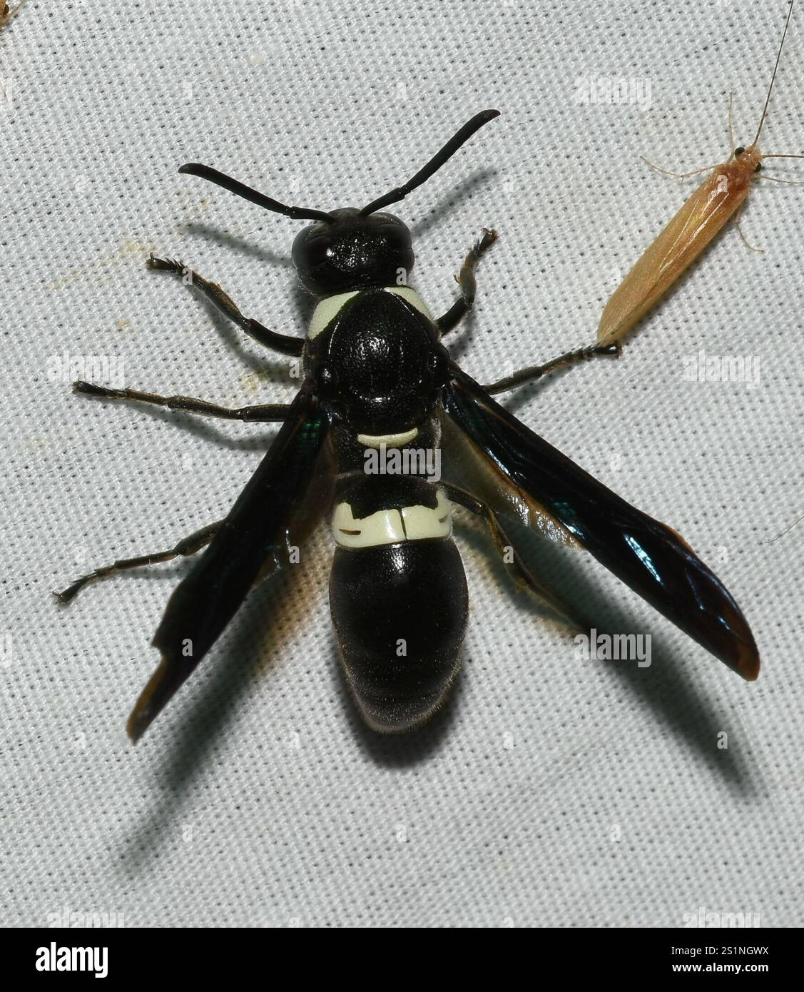 Four-toothed Mason Wasp (Monobia quadridens Stock Photo - Alamy