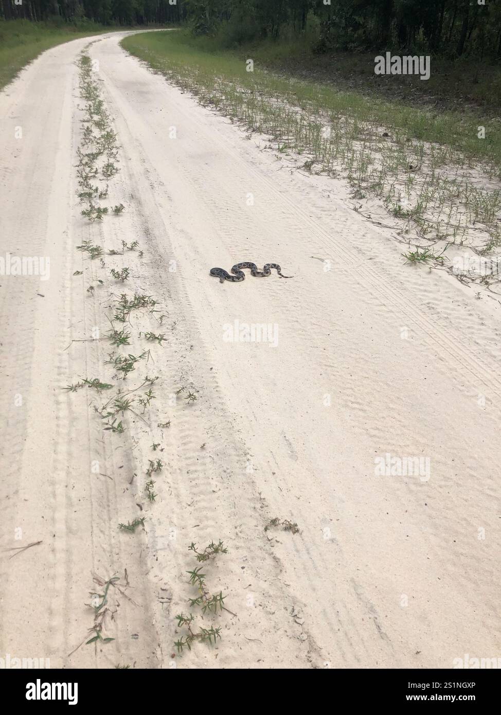 Northern Pine Snake (Pituophis melanoleucus melanoleucus Stock Photo ...