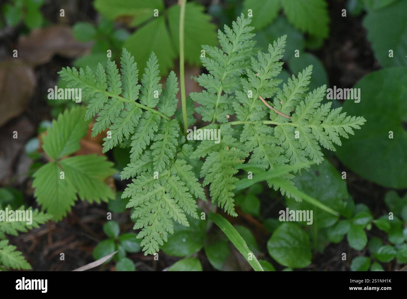 rattlesnake fern (Botrypus virginianus Stock Photo - Alamy