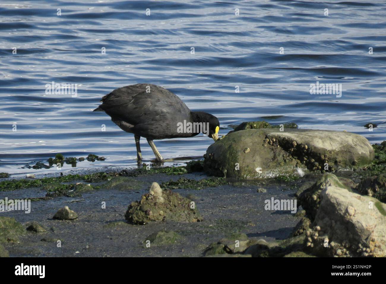 White-winged Coot (Fulica leucoptera Stock Photo - Alamy