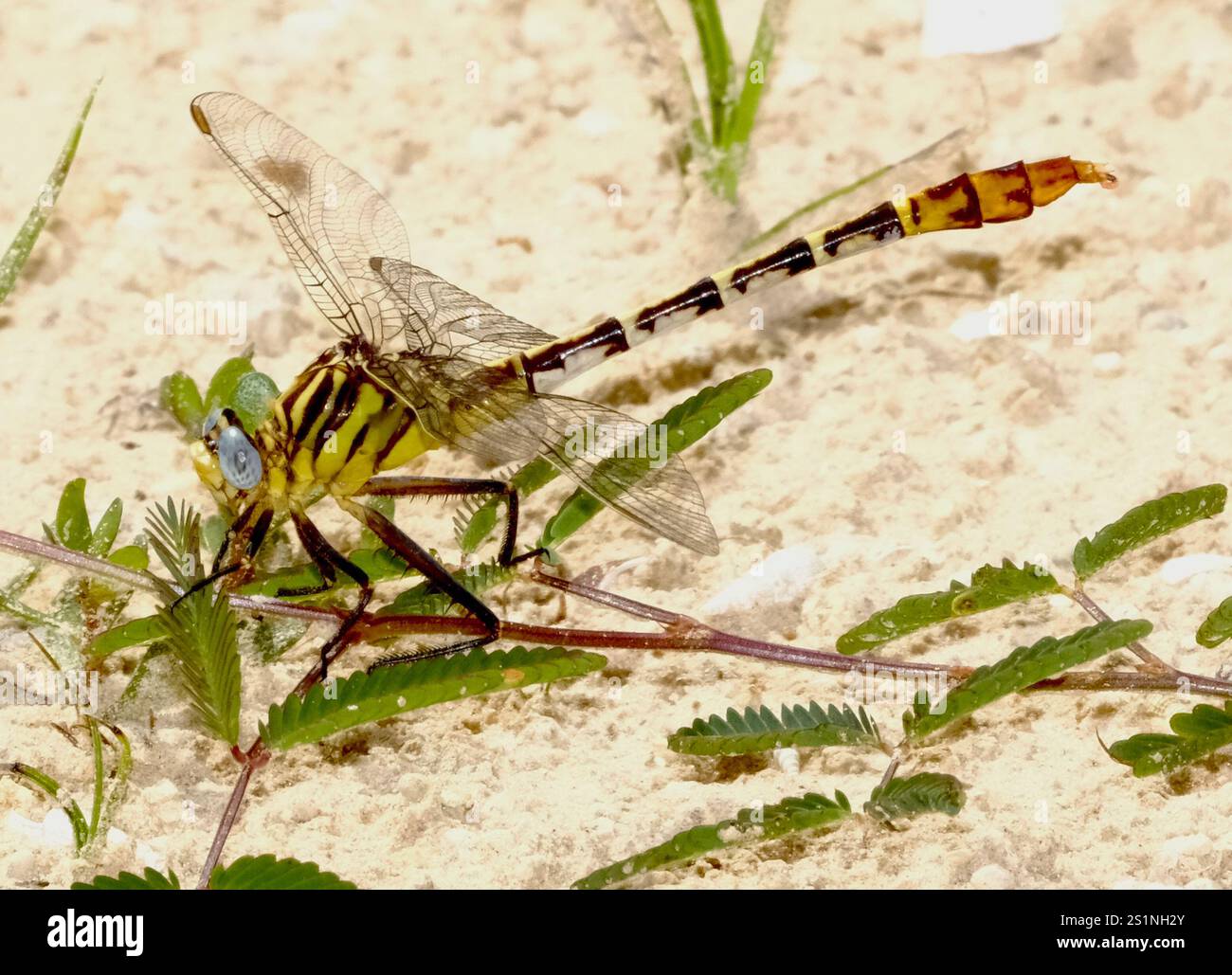 Flag-tailed Spinyleg (Dromogomphus spoliatus Stock Photo - Alamy