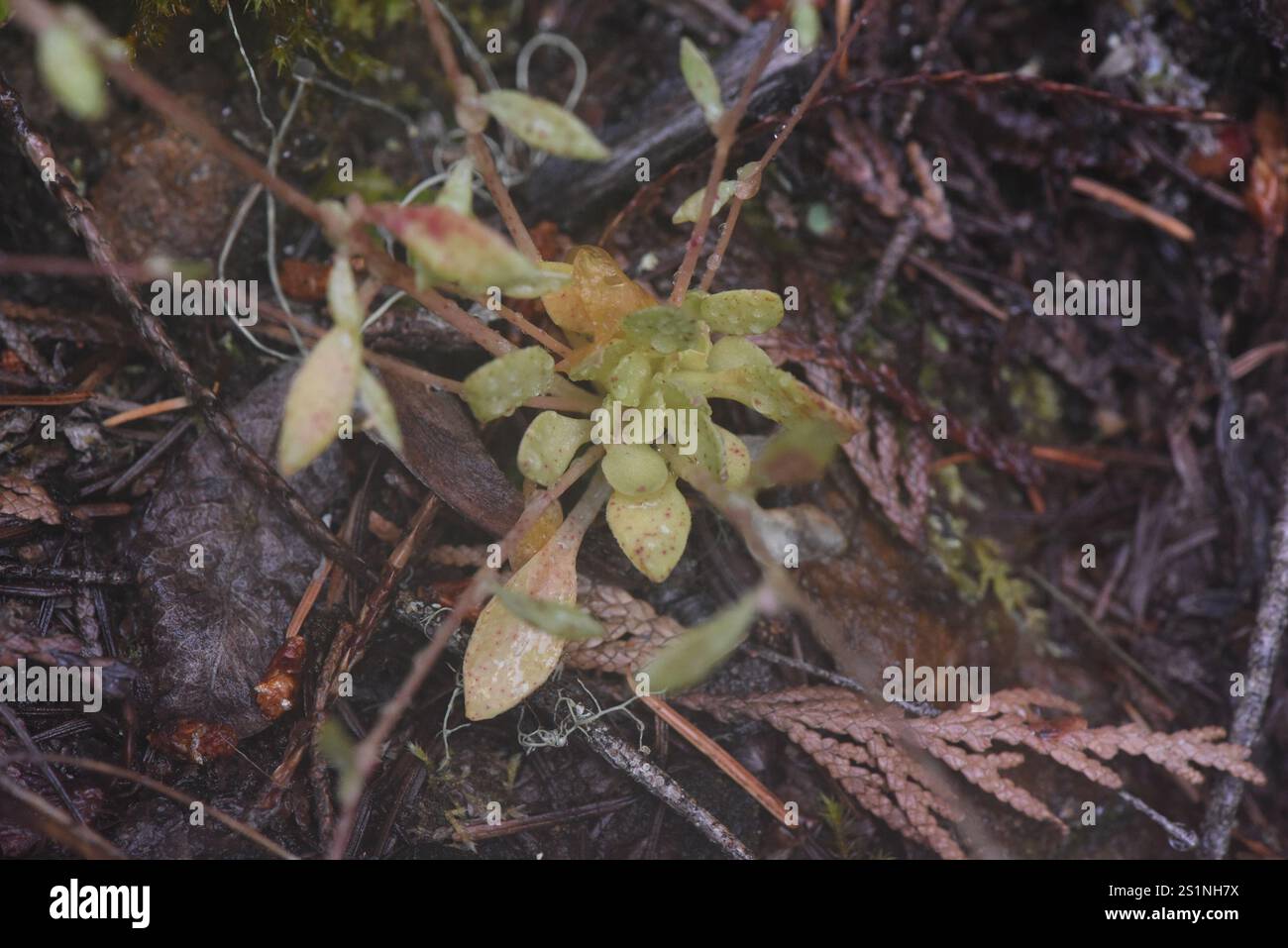 Small-leaved Blinks (Montia parvifolia Stock Photo - Alamy