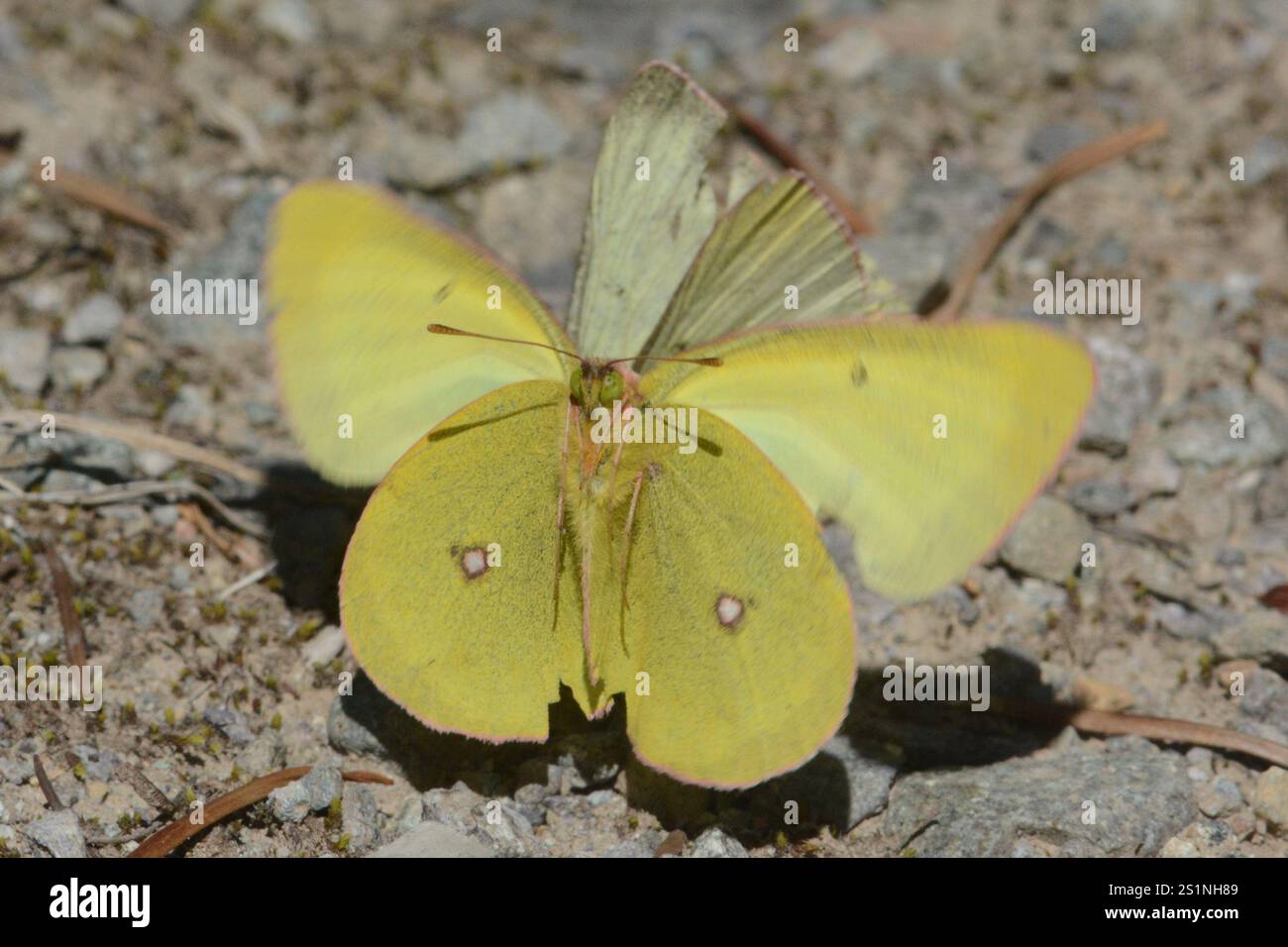 Western Sulphur (Colias occidentalis Stock Photo - Alamy