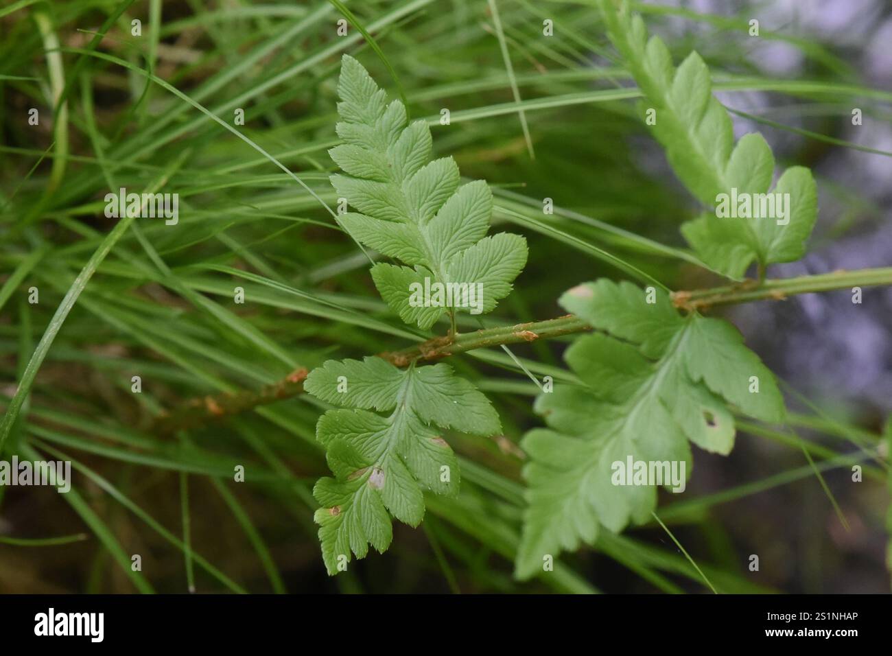 crested wood fern (Dryopteris cristata Stock Photo - Alamy