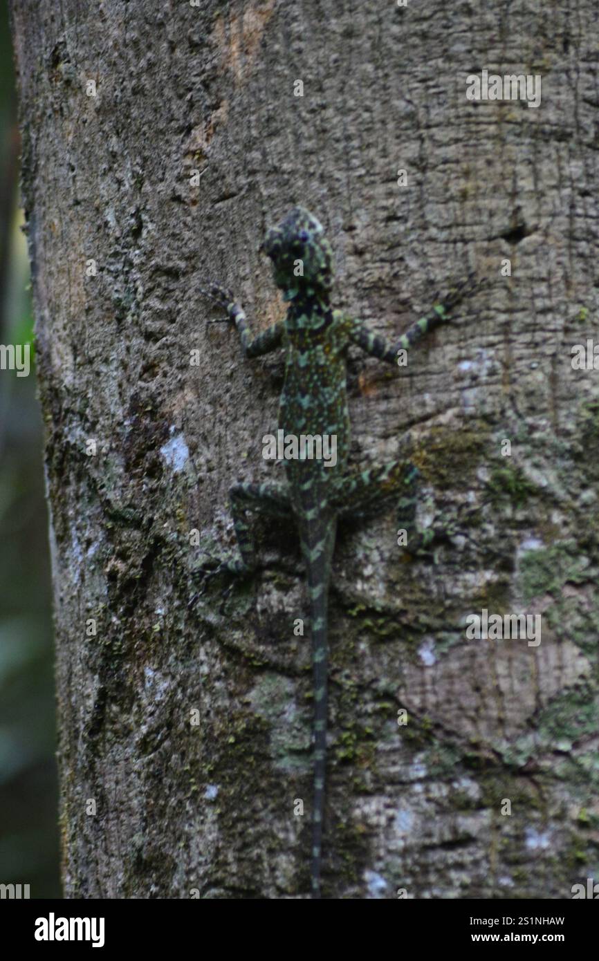 Collared Treerunner (Plica plica Stock Photo - Alamy
