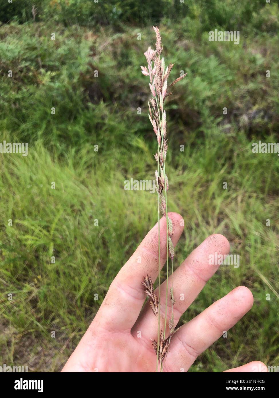 red lovegrass (Eragrostis secundiflora oxylepis Stock Photo - Alamy