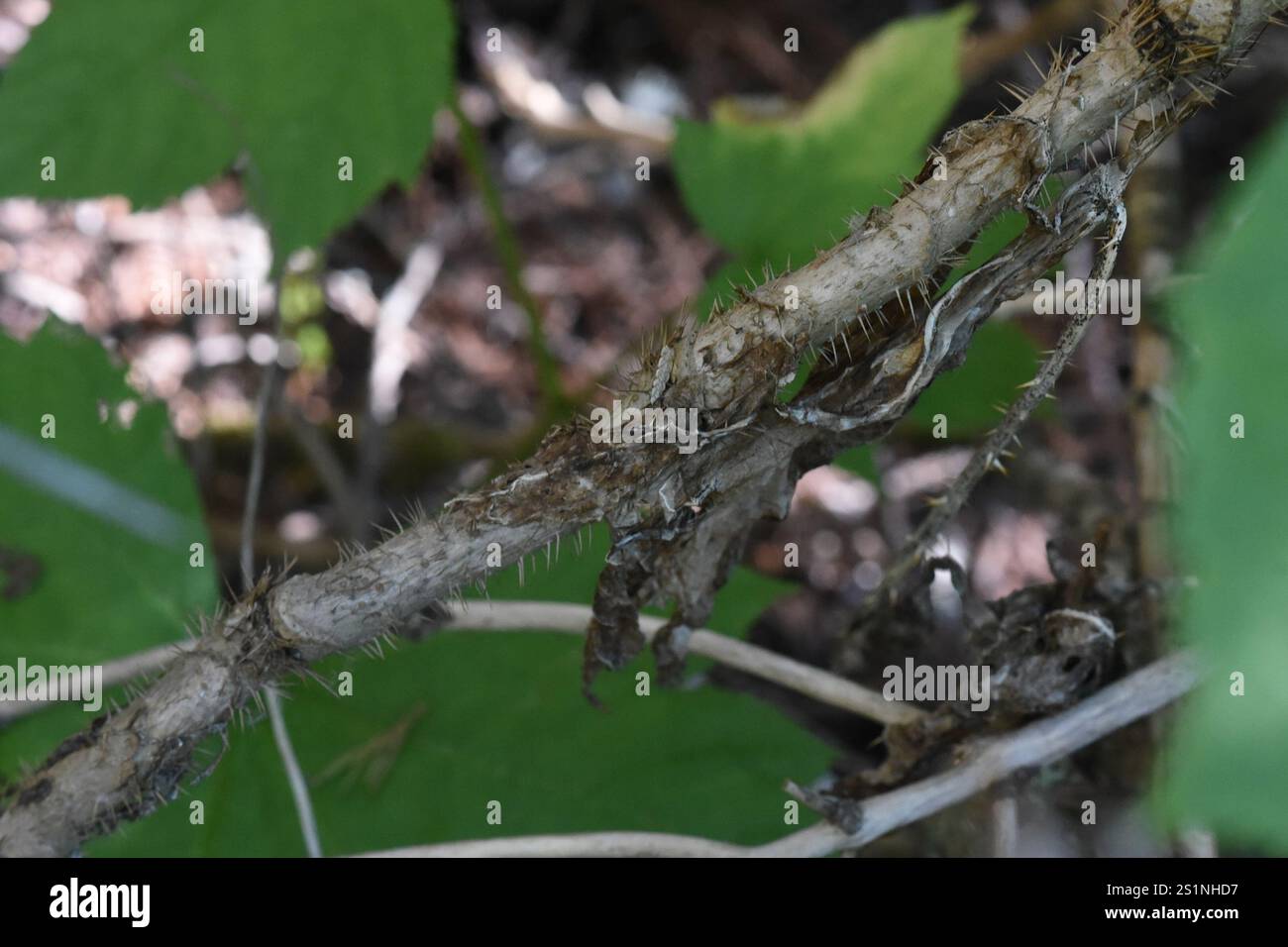Devil's Club (Oplopanax horridus Stock Photo - Alamy