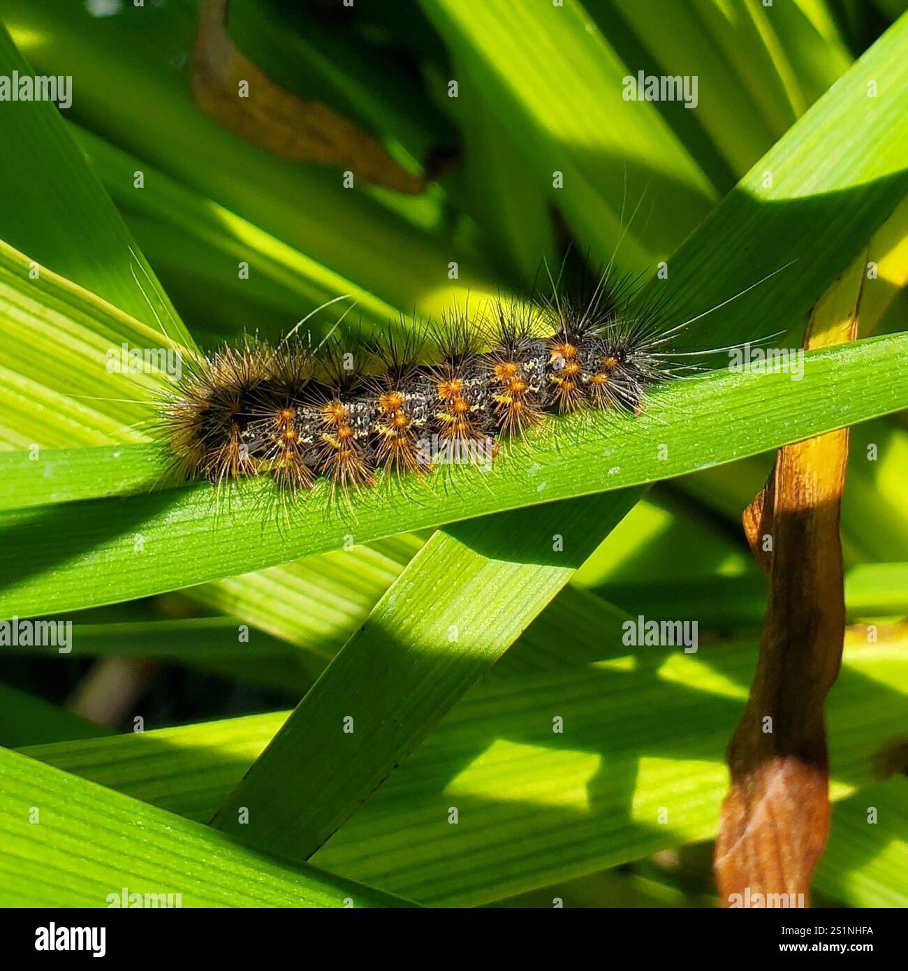 Salt Marsh Moth (Estigmene acrea Stock Photo - Alamy