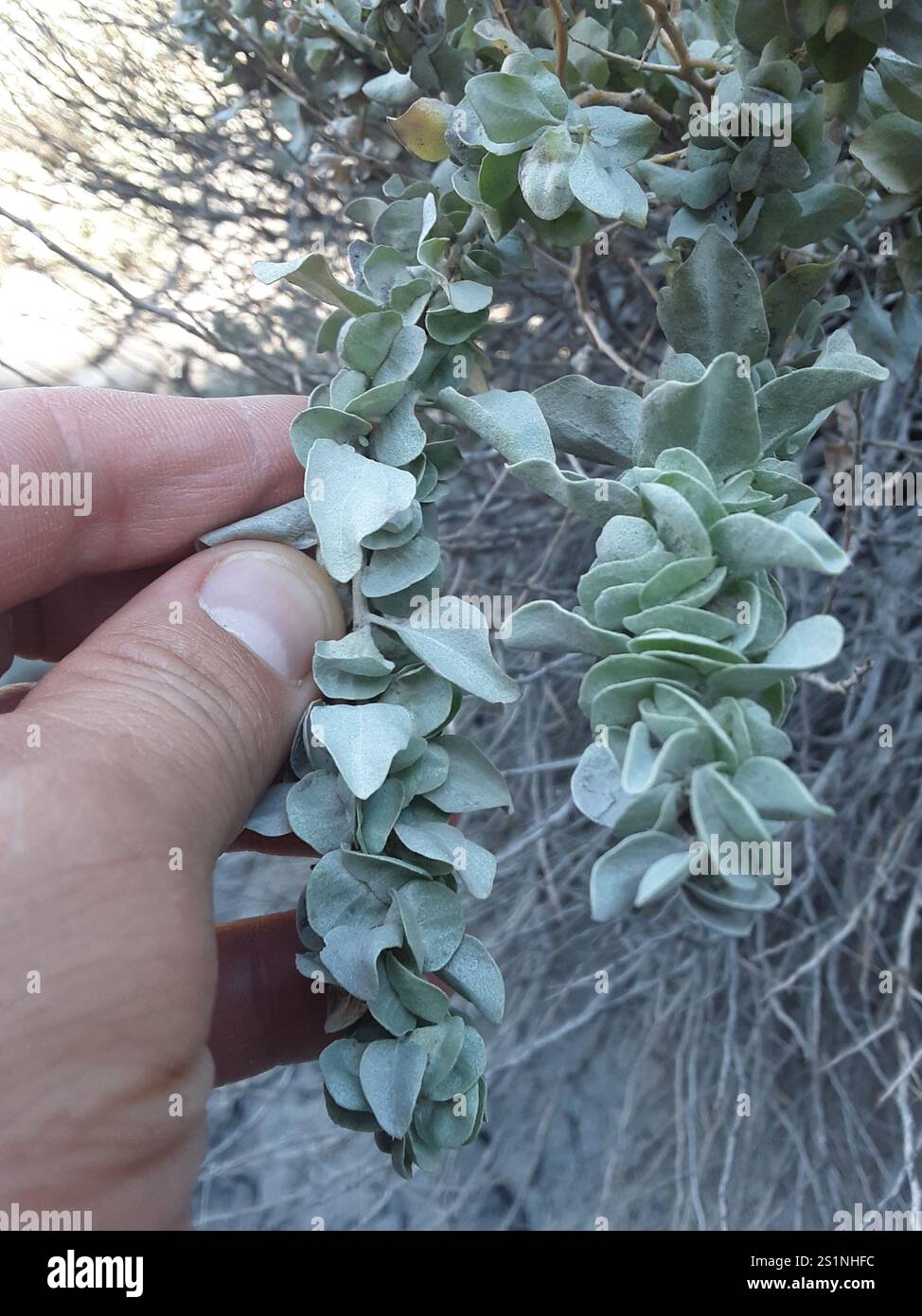Shadscale Saltbush (Atriplex confertifolia Stock Photo - Alamy