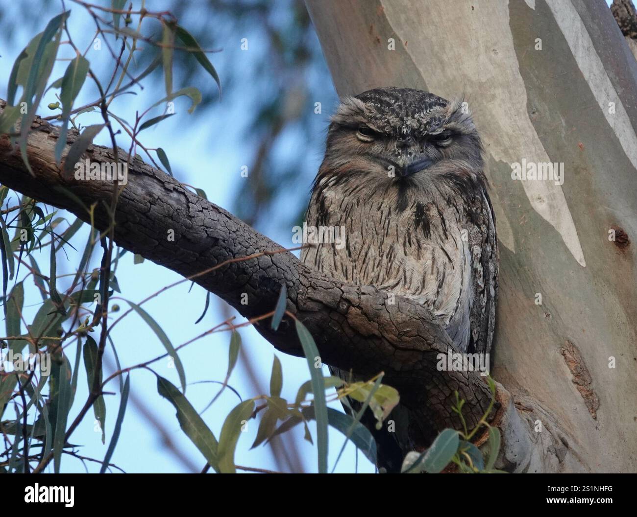 Tawny Frogmouth (Podargus strigoides Stock Photo - Alamy