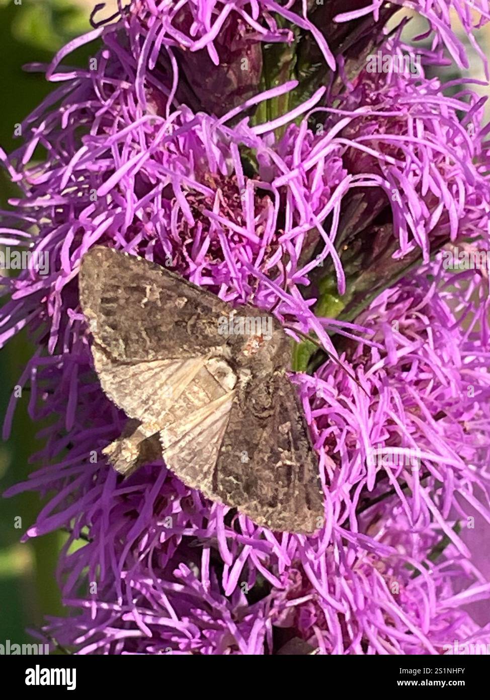 Glassy Cutworm Moth (Apamea devastator Stock Photo - Alamy