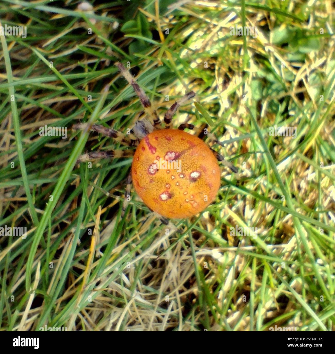 Four-spot Orbweaver (Araneus quadratus Stock Photo - Alamy