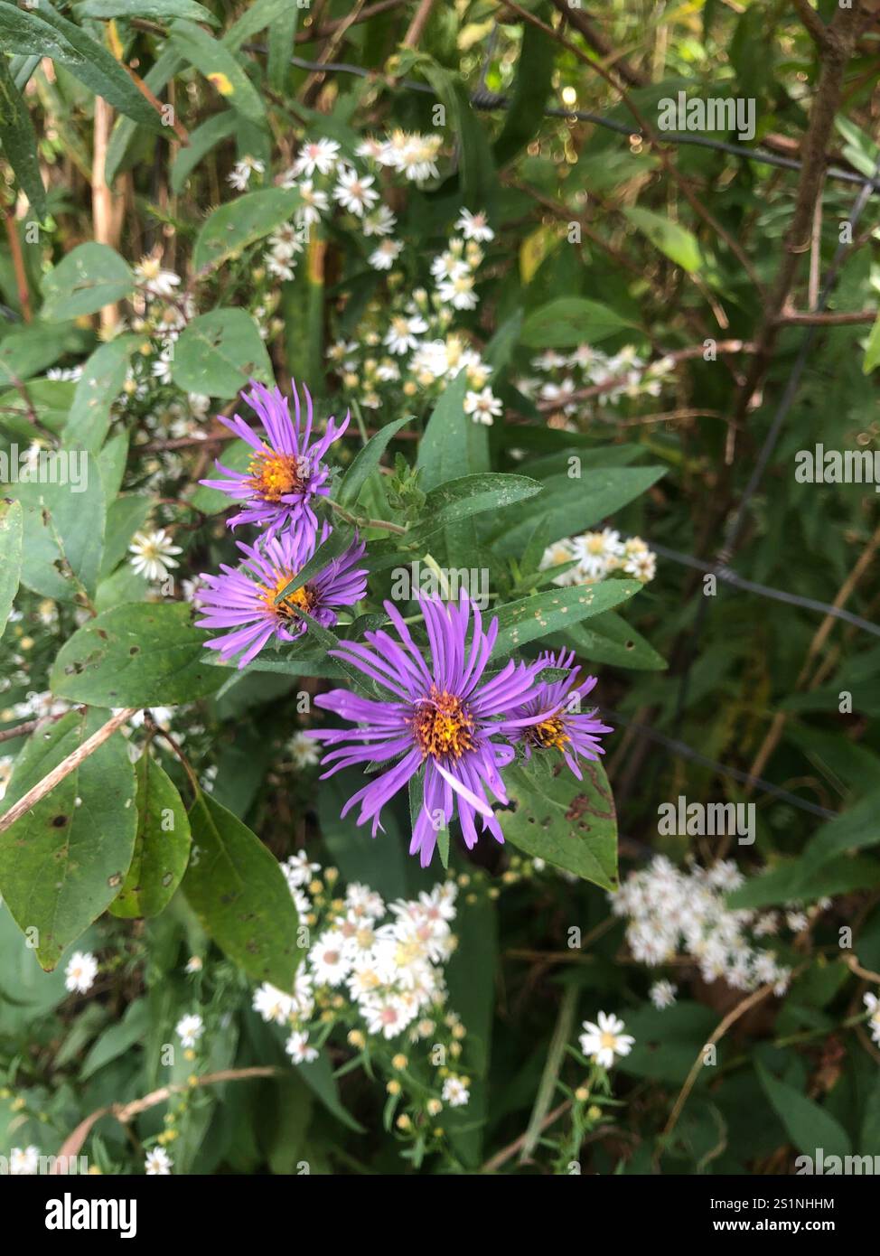 New England aster (Symphyotrichum novae-angliae Stock Photo - Alamy
